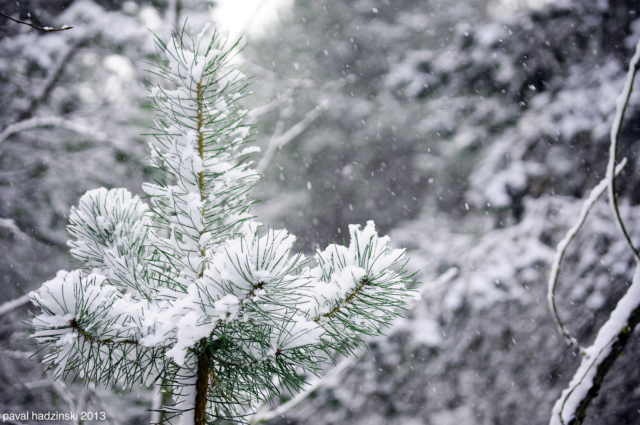 Csendes éj – Mester Györgyi írása – Könyv Guru